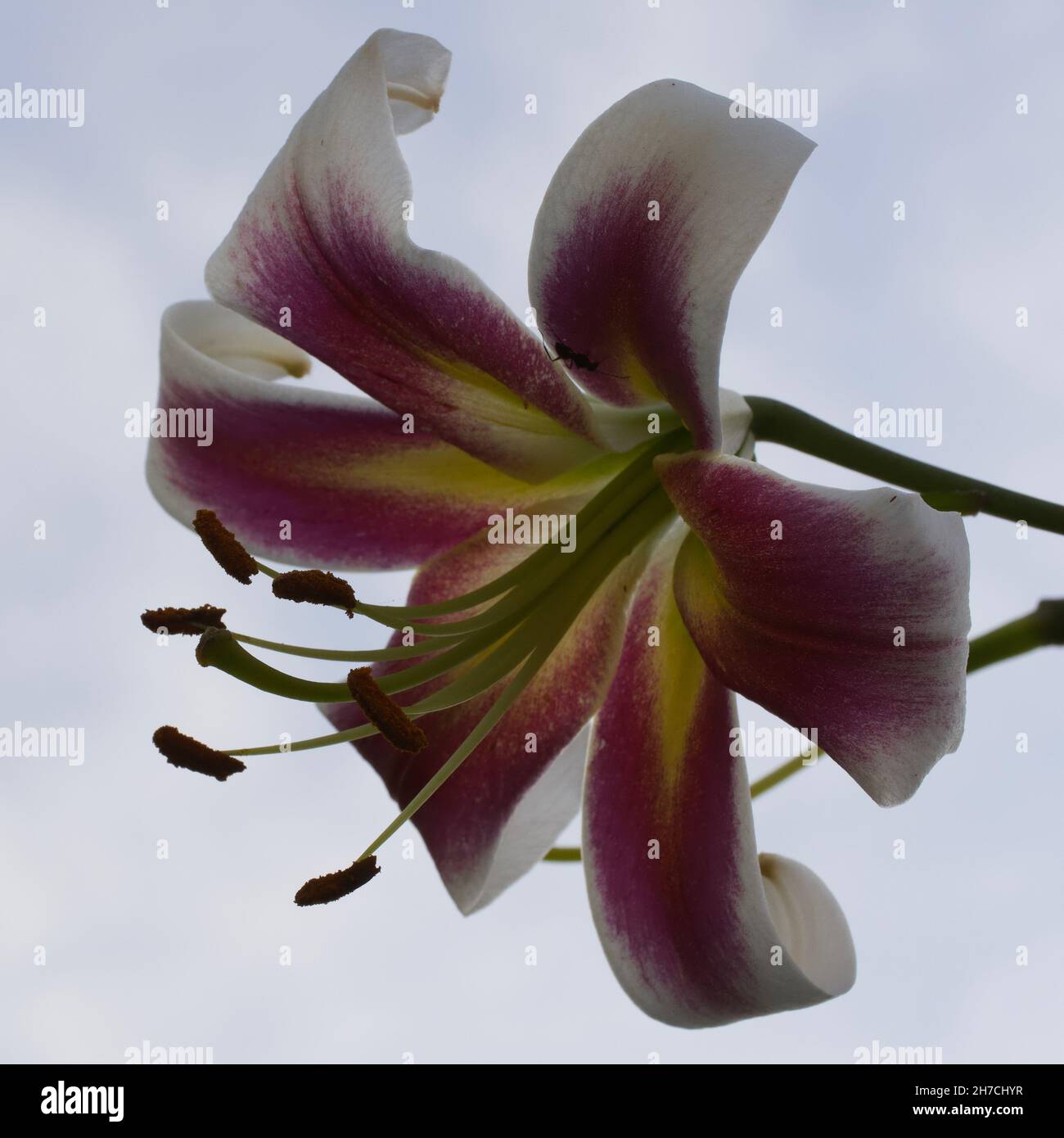 One large lily flower taken in close-up. A beautiful flower on a blurry ...