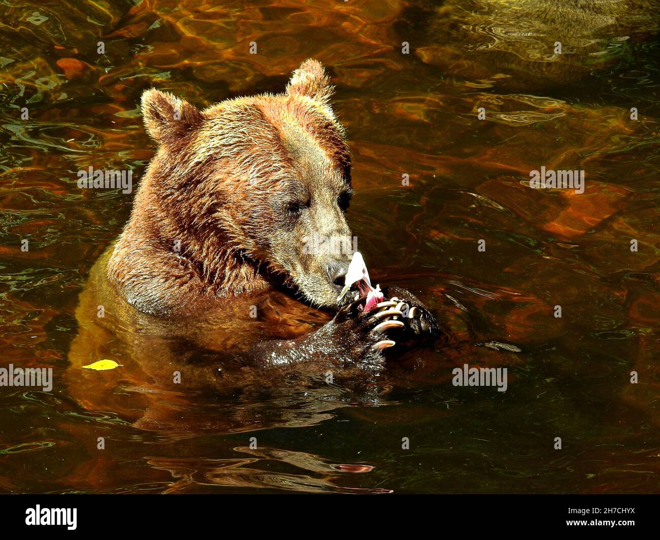Brown bear holding fish hi-res stock photography and images - Alamy