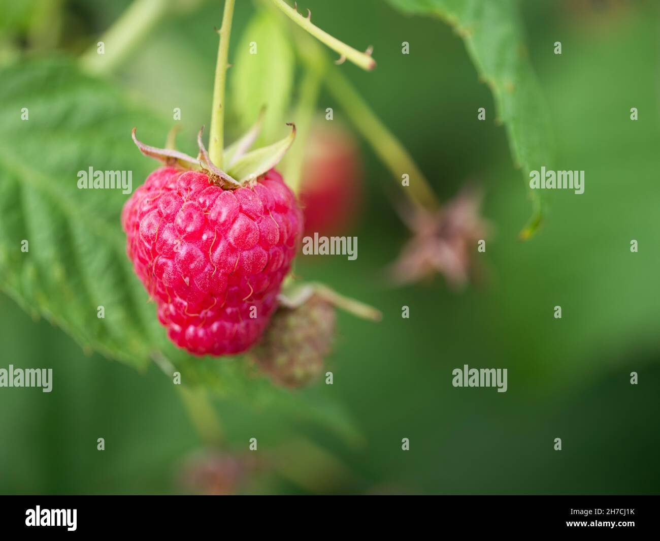 A single ripe raspberry berry, macrophoto. Ripe pink berry Stock Photo ...