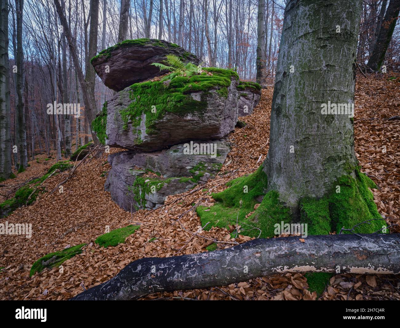 Rock in the forest overgrown with moss and fallen dry leaves in autumn ...