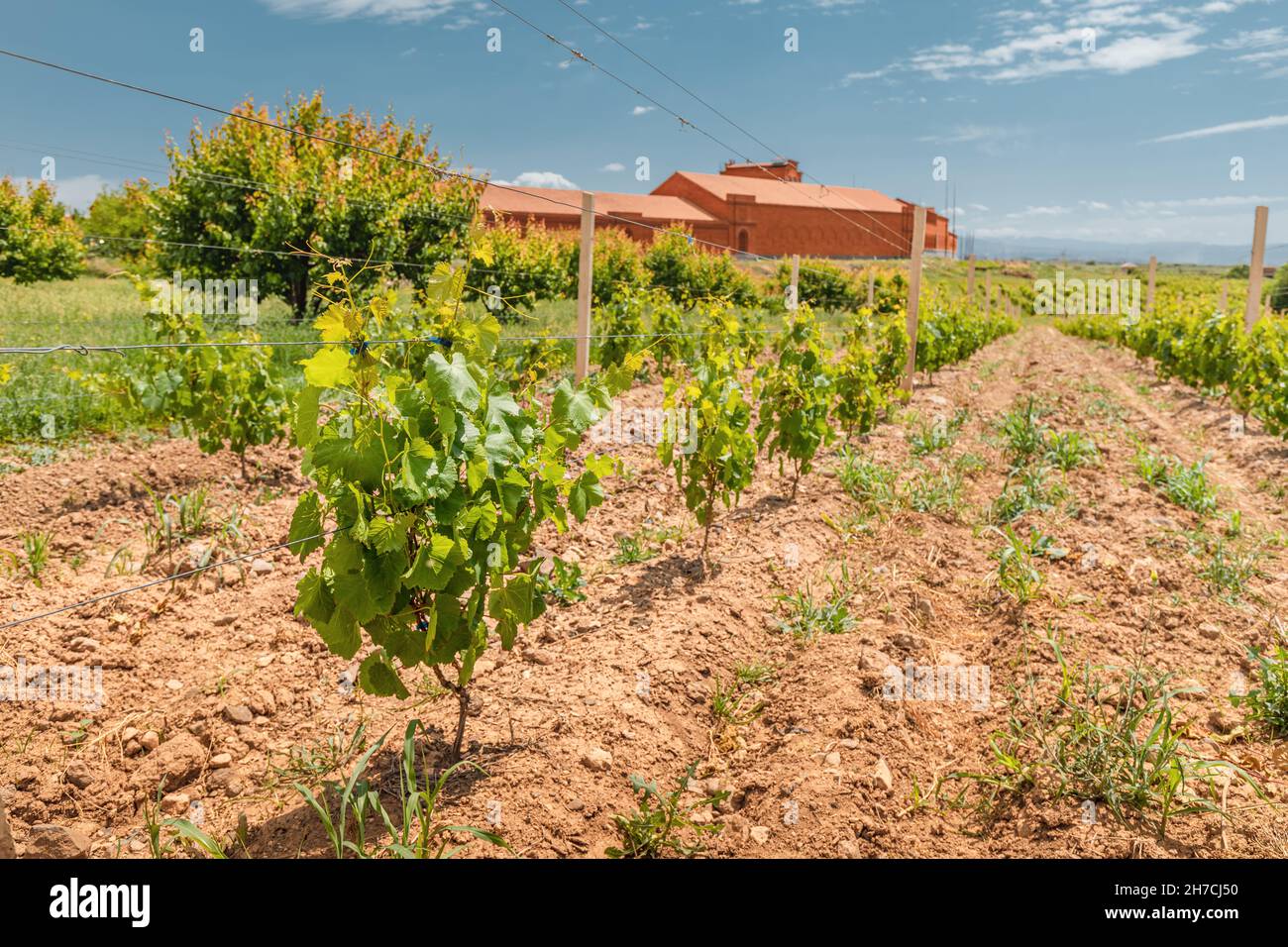 Smooth rows of grapes on the plantations at the winery. Agriculture and ...