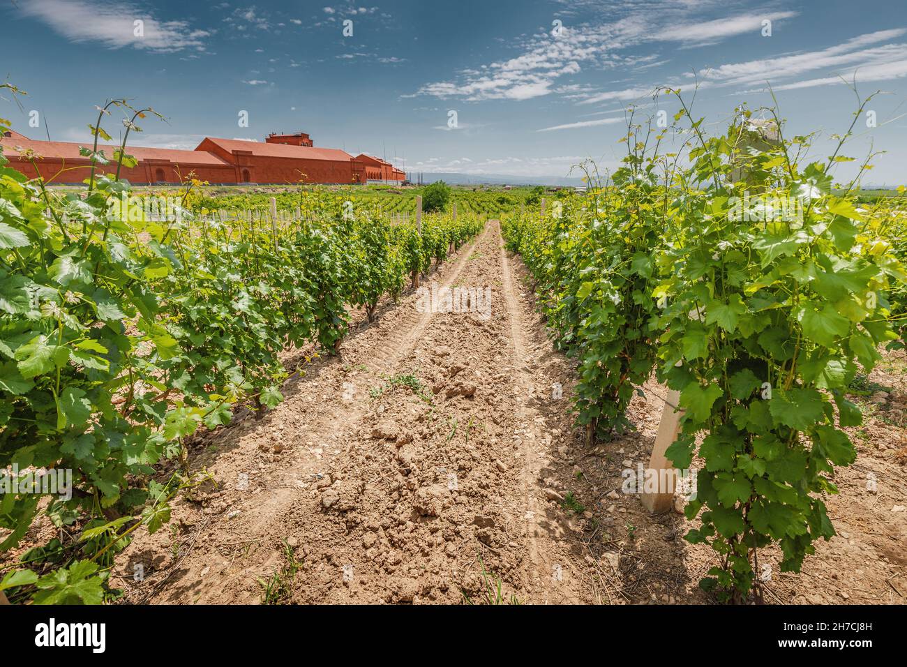 Smooth rows of grapes on the plantations at the winery. Agriculture and ...