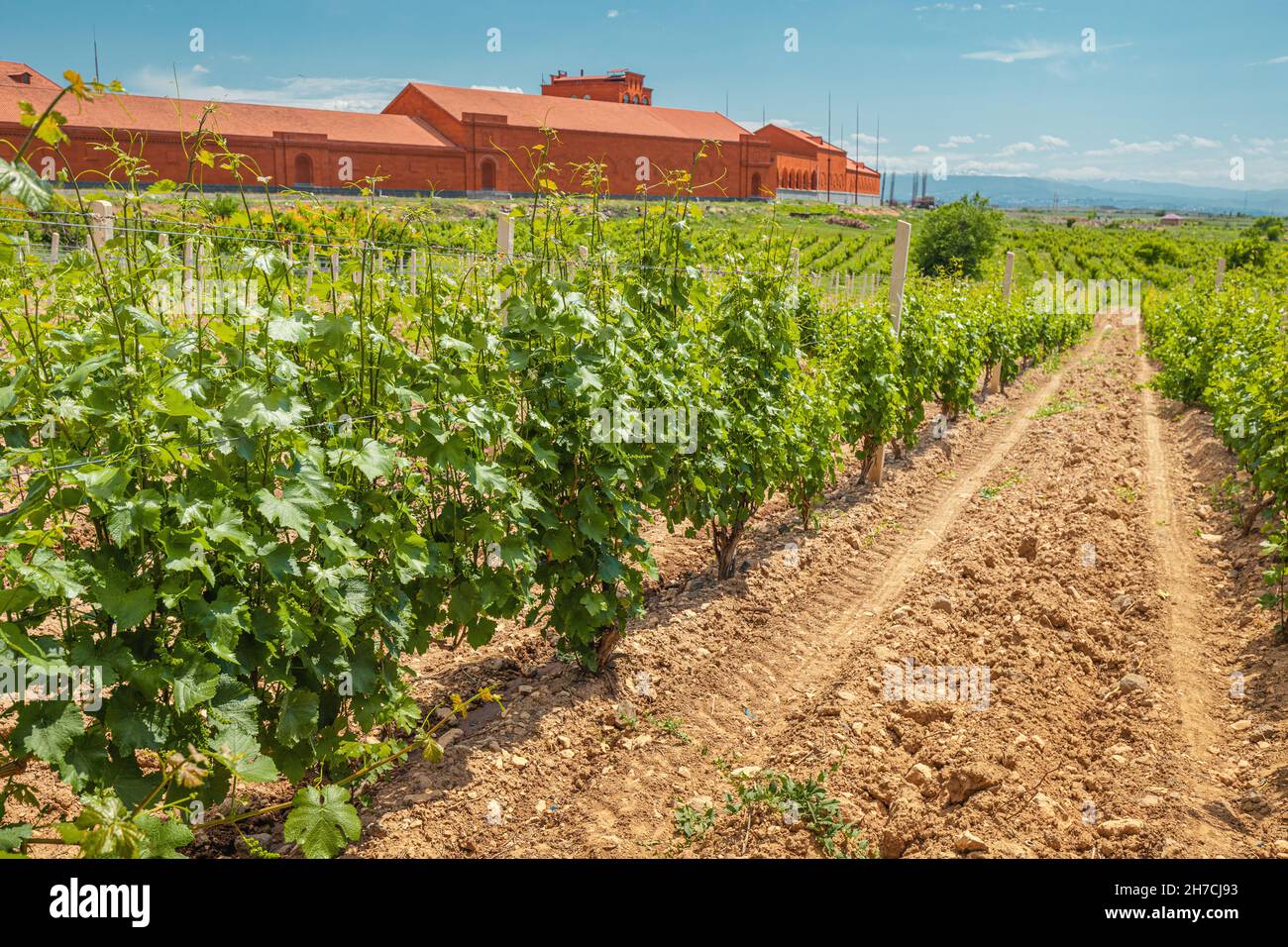 Smooth rows of grapes on the plantations at the winery. Agriculture and ...