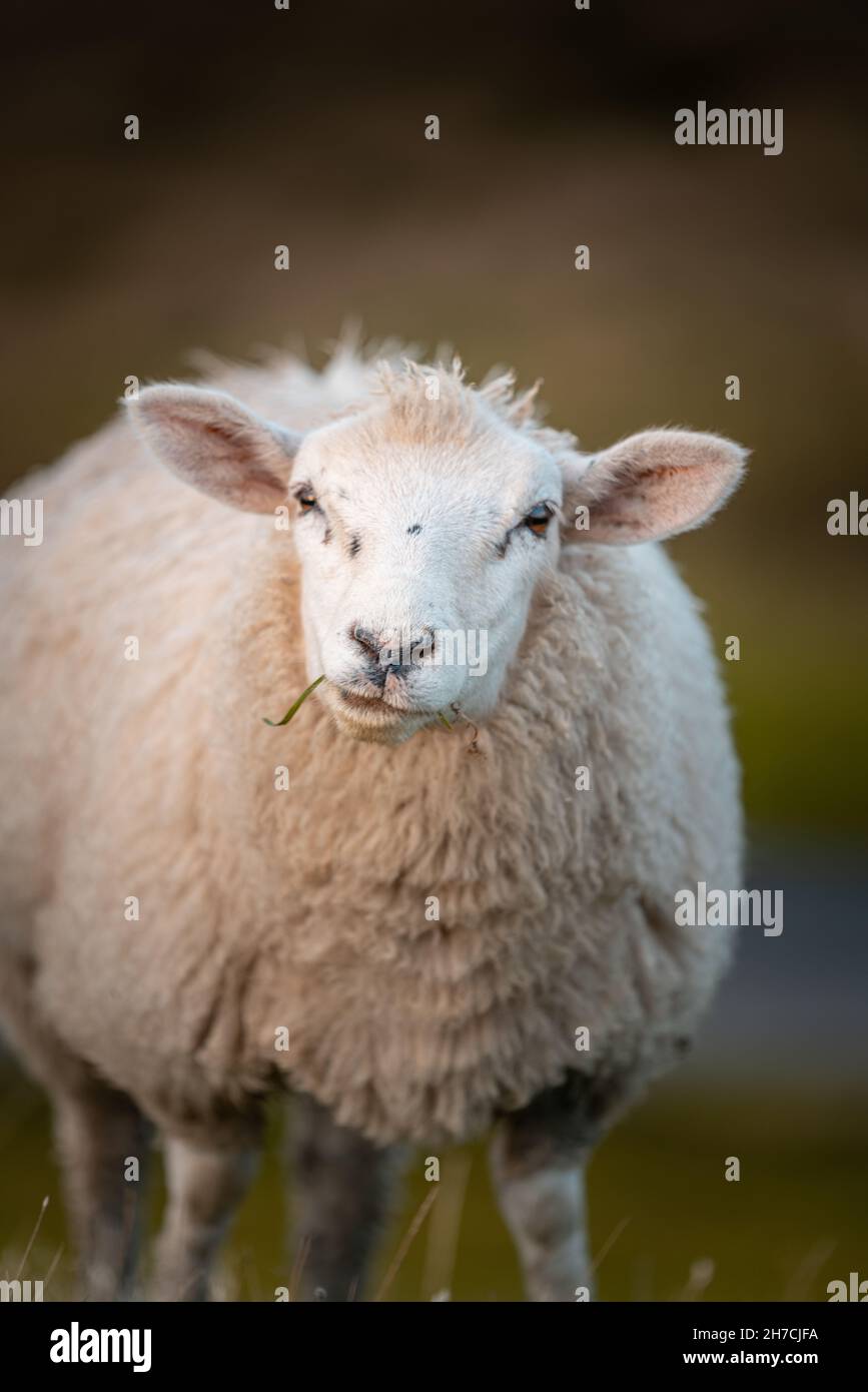 Vertical shot of a wooly sheep in the field Stock Photo - Alamy