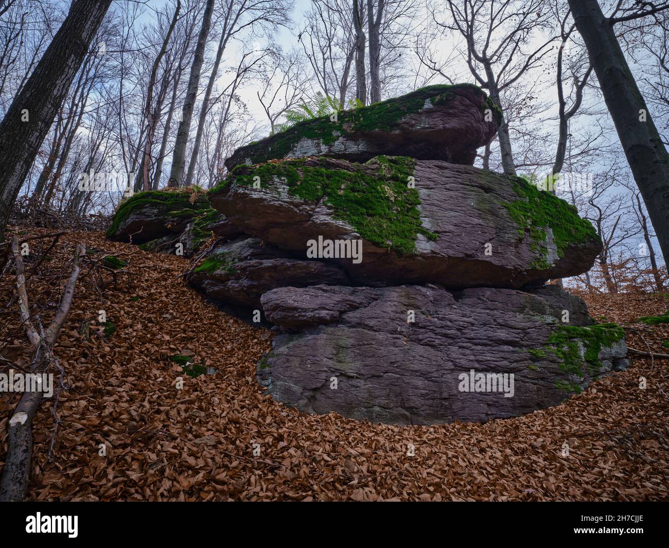Rock in the forest overgrown with moss and fallen dry leaves in autumn ...