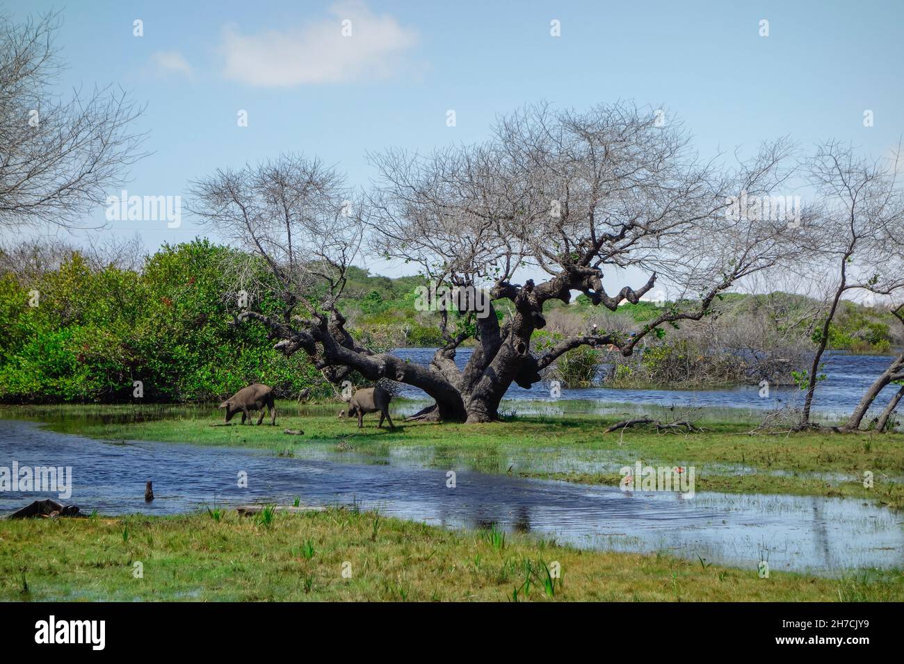 Beautiful view of the green landscape in the village in Brazil Stock ...