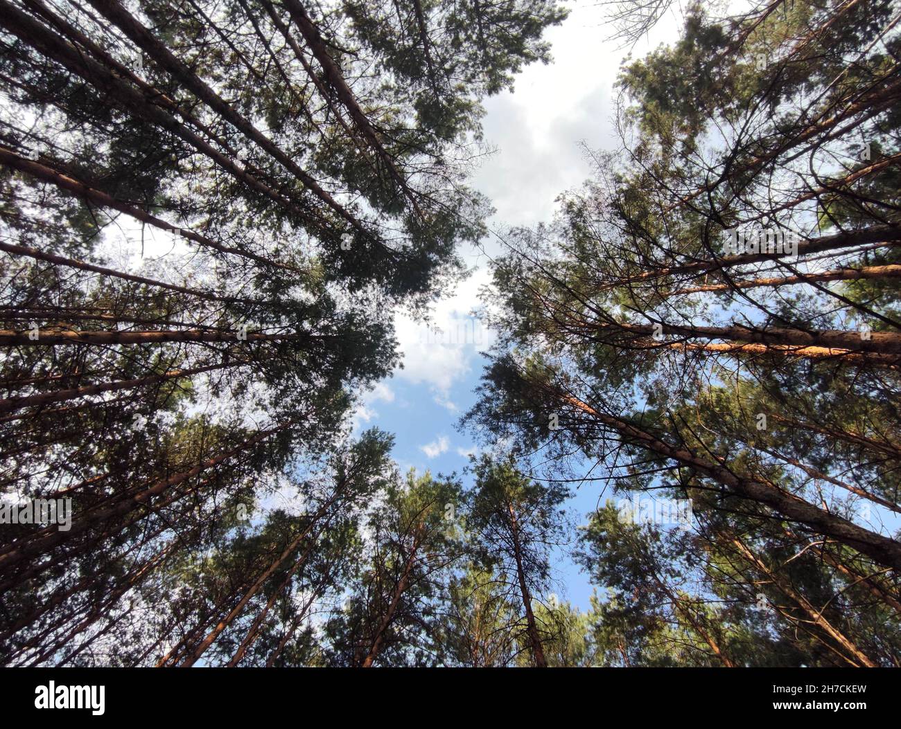 High pinetrees forest, nature wallpaper, beautiful view background. In ...