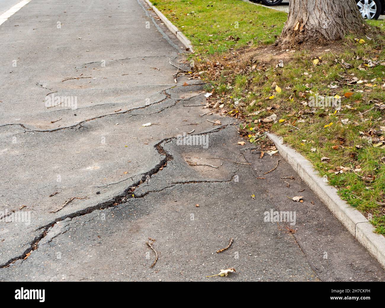 Broken footpath through a tree root Stock Photo - Alamy