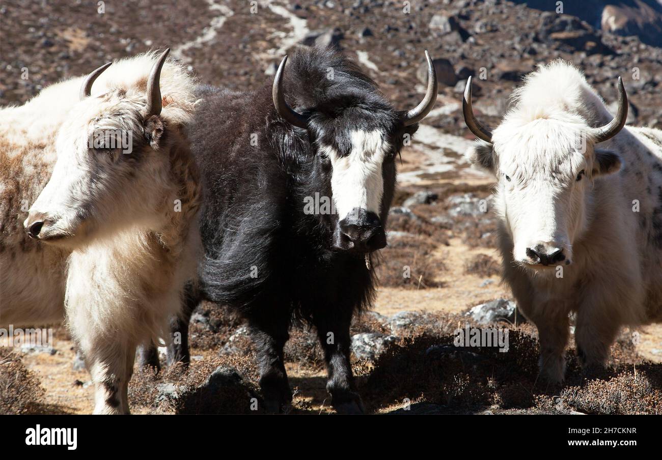 Three yaks hi-res stock photography and images - Alamy