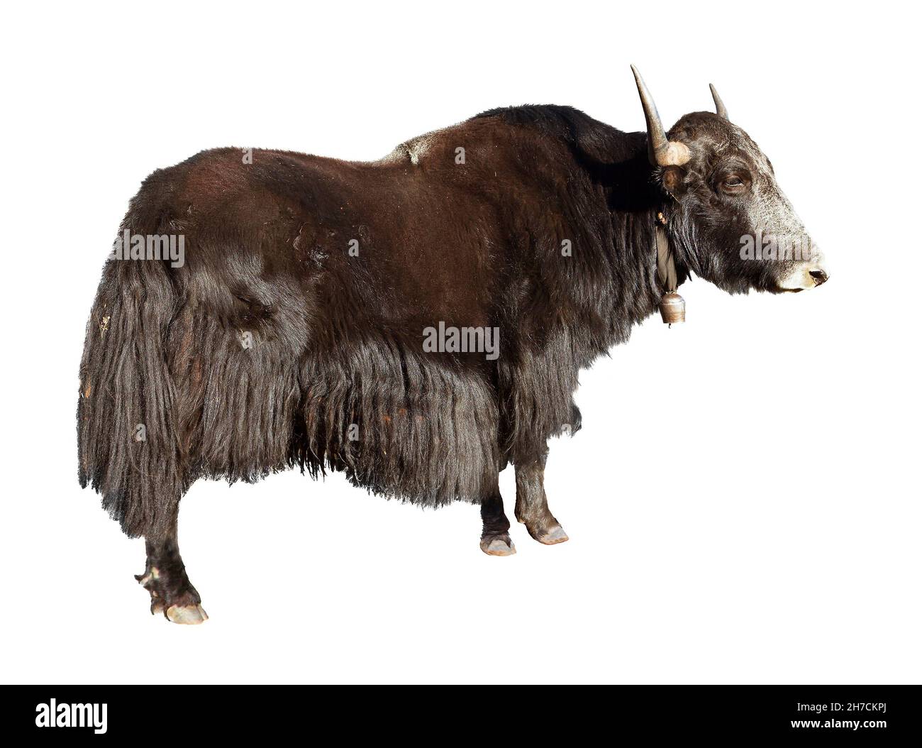 Black yak (Bos grunniens or Bos mutus) isolated on the white background ...