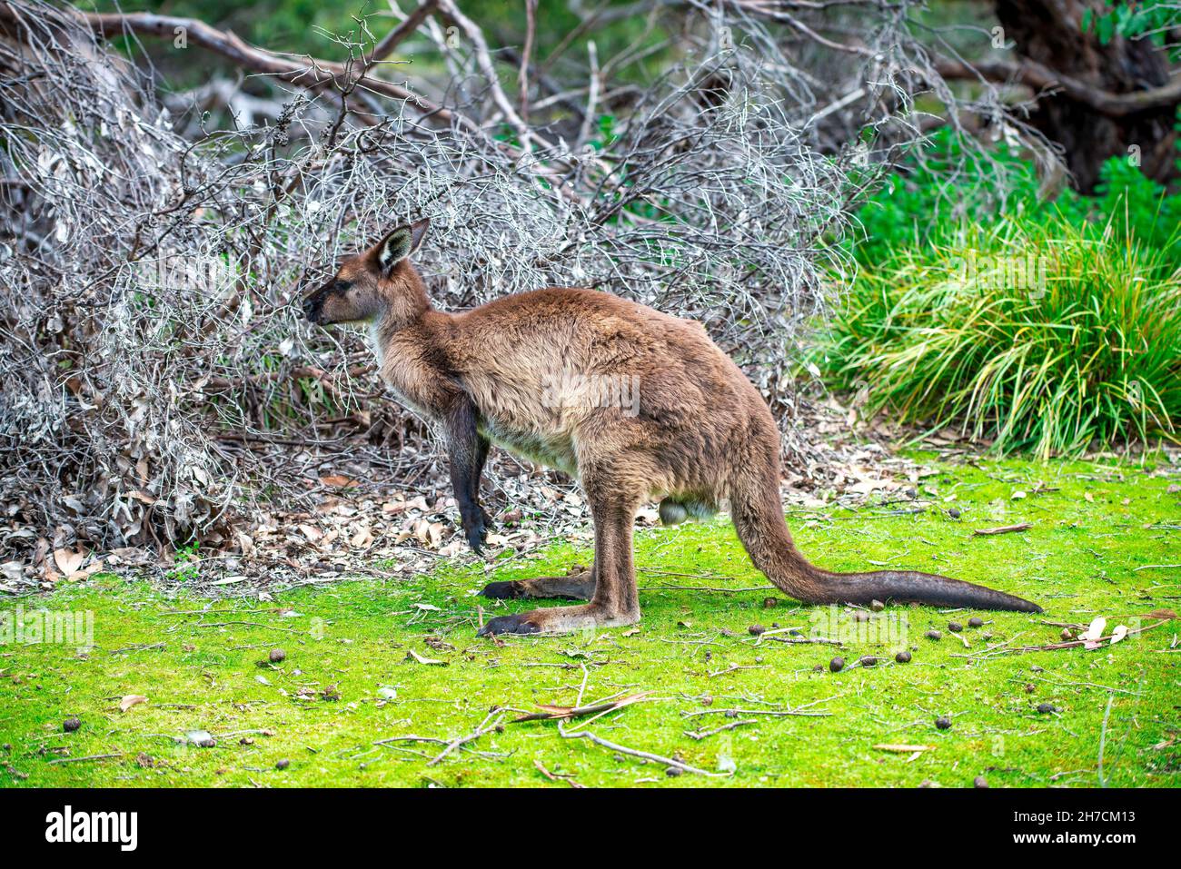 Jumping Kangaroo along Australian Countryside Stock Photo - Alamy