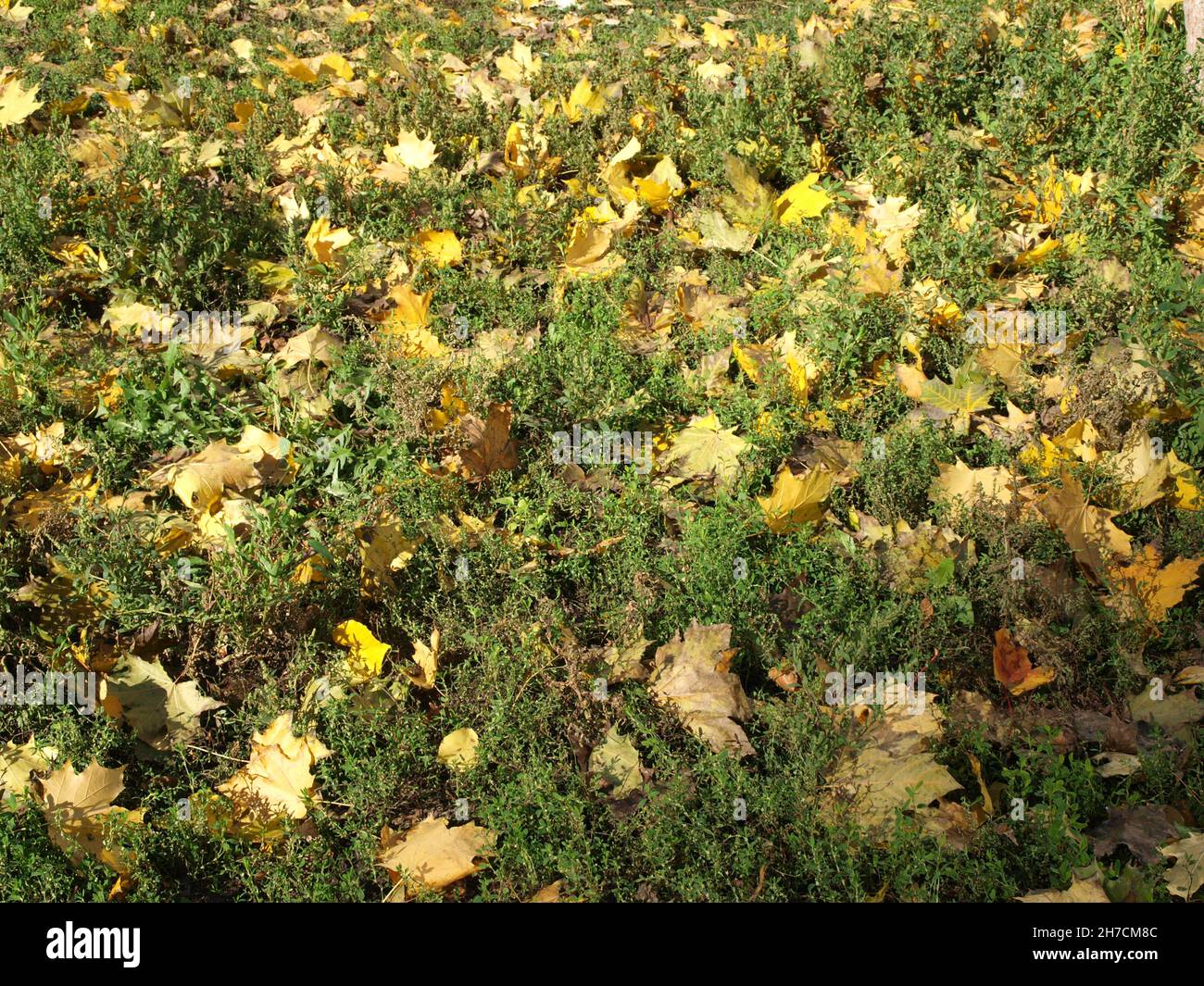 Green grass background nature field leaves plant sun hi-res stock ...