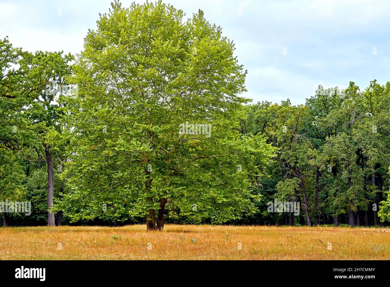 Green forest with big tree on a cloud warm day Stock Photo - Alamy