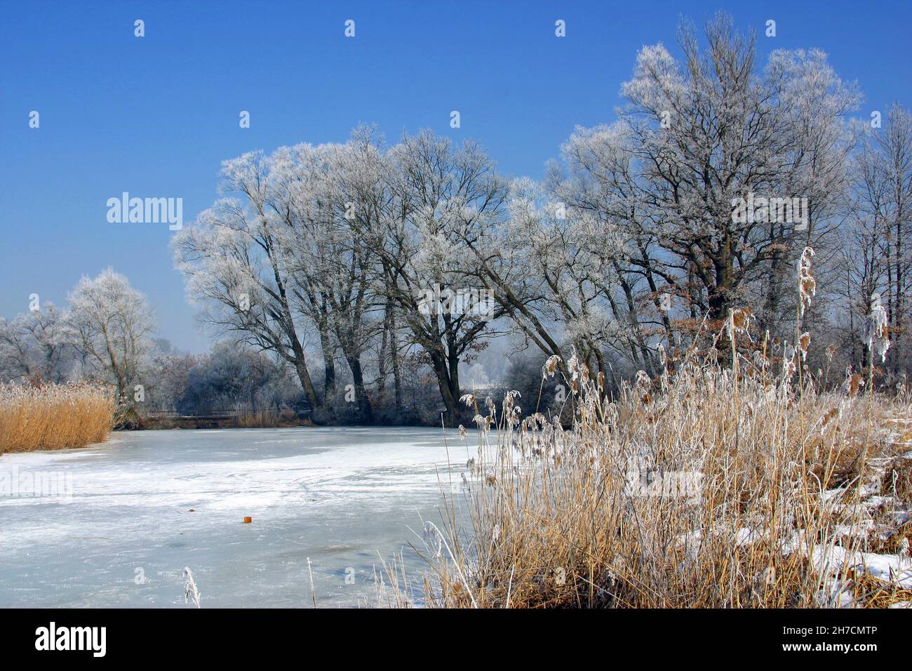 winter scenery at the Amper flood plains near Moosburg, Germany ...