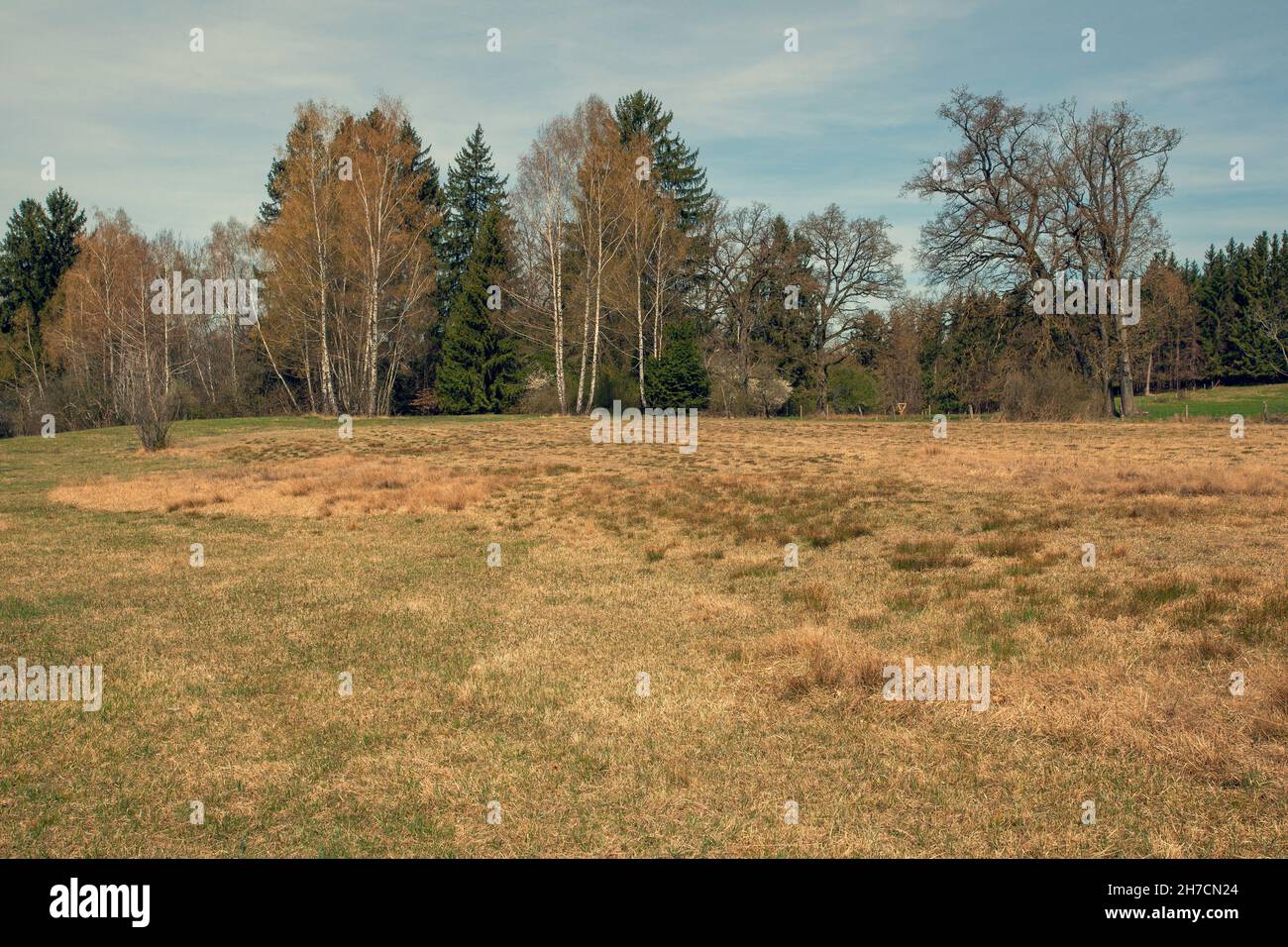 Plant of meadows and forest edges hi-res stock photography and images ...