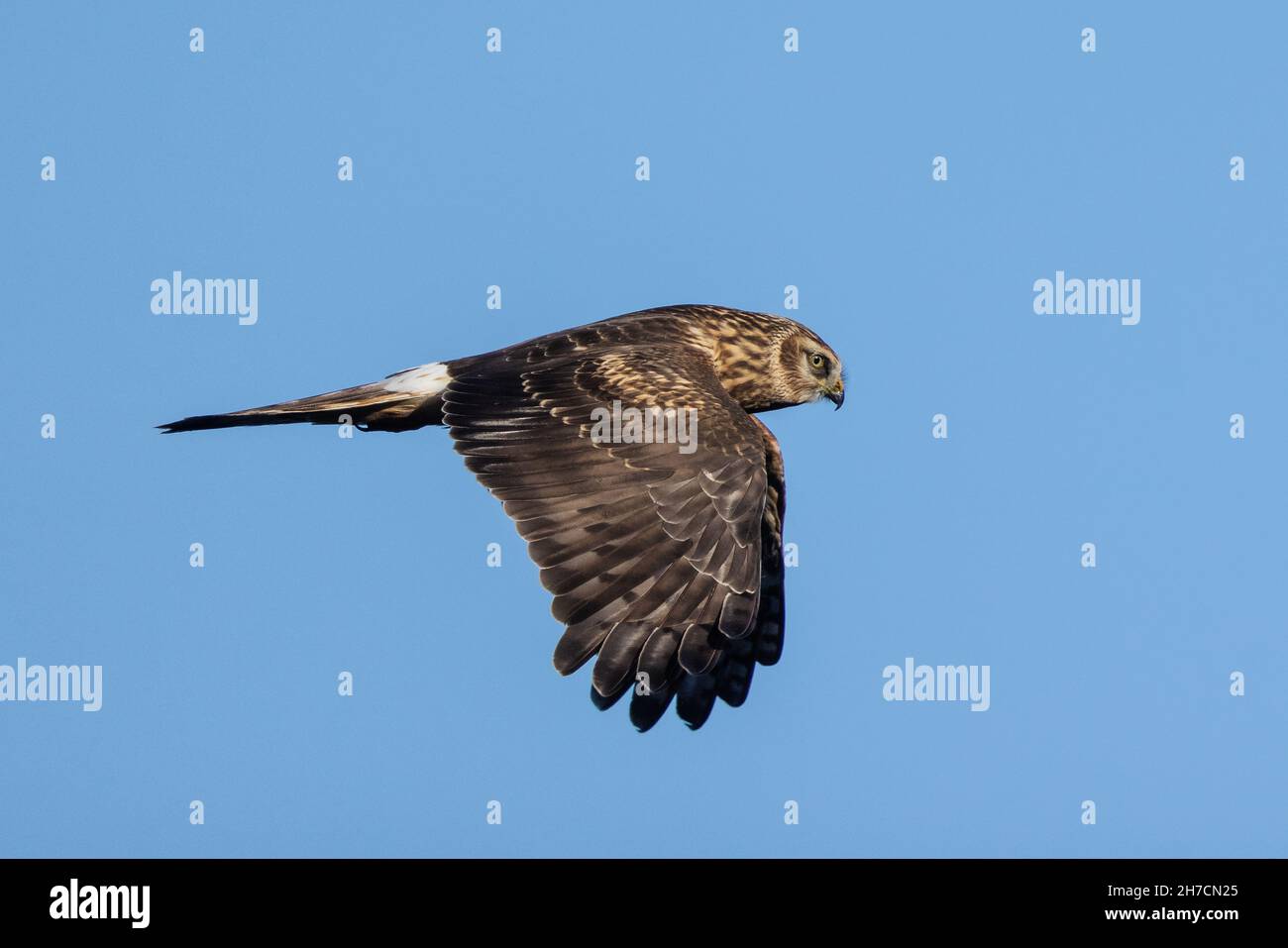 Female hen harrier in flight hi-res stock photography and images - Alamy