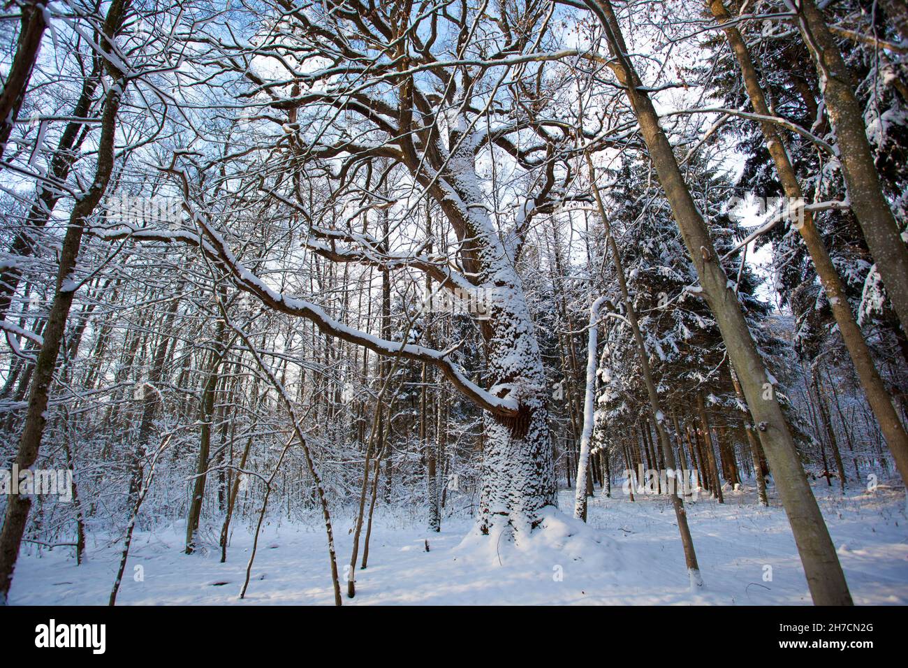 Flood plain forest of the Amper near Moosburg in winter, Germany ...