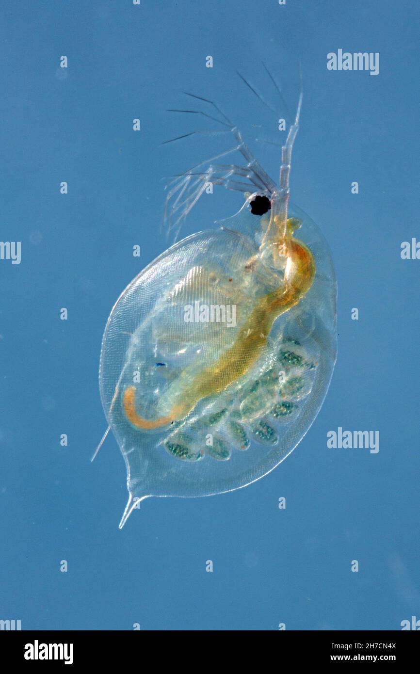 Water Fleas In Aquarium