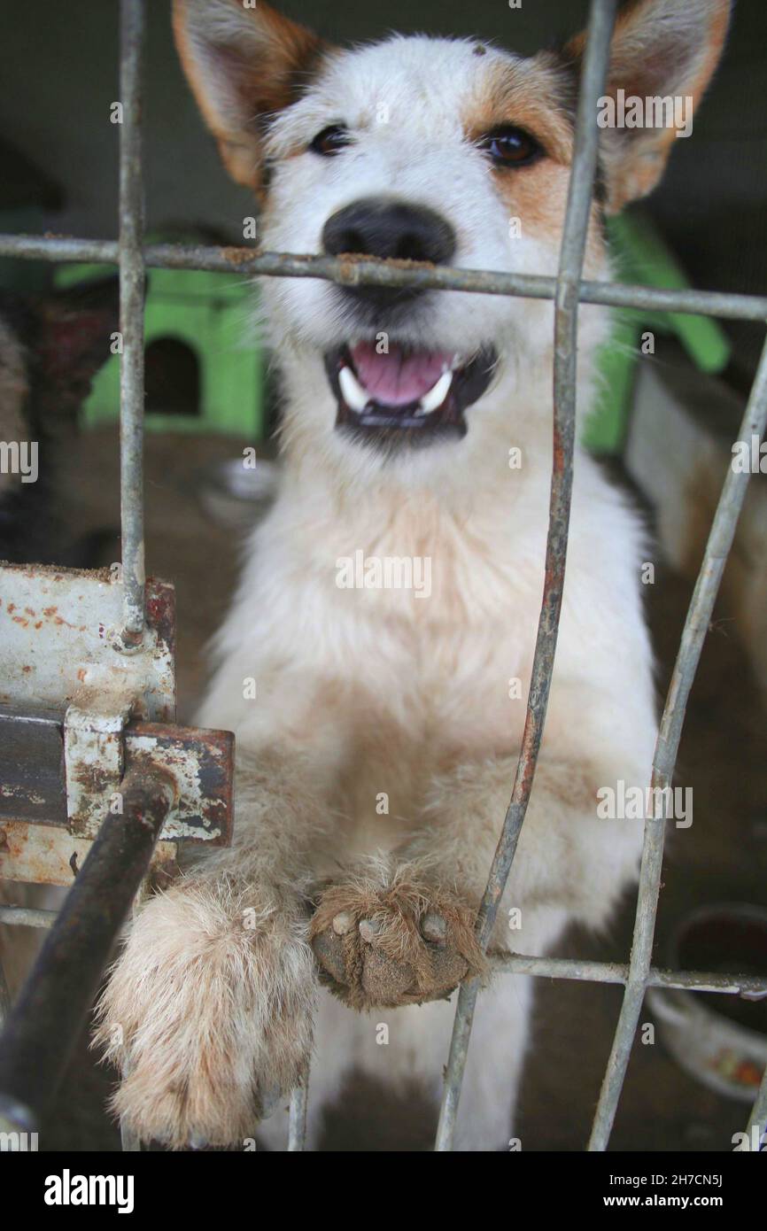 Kennel animals hi-res stock photography and images - Alamy