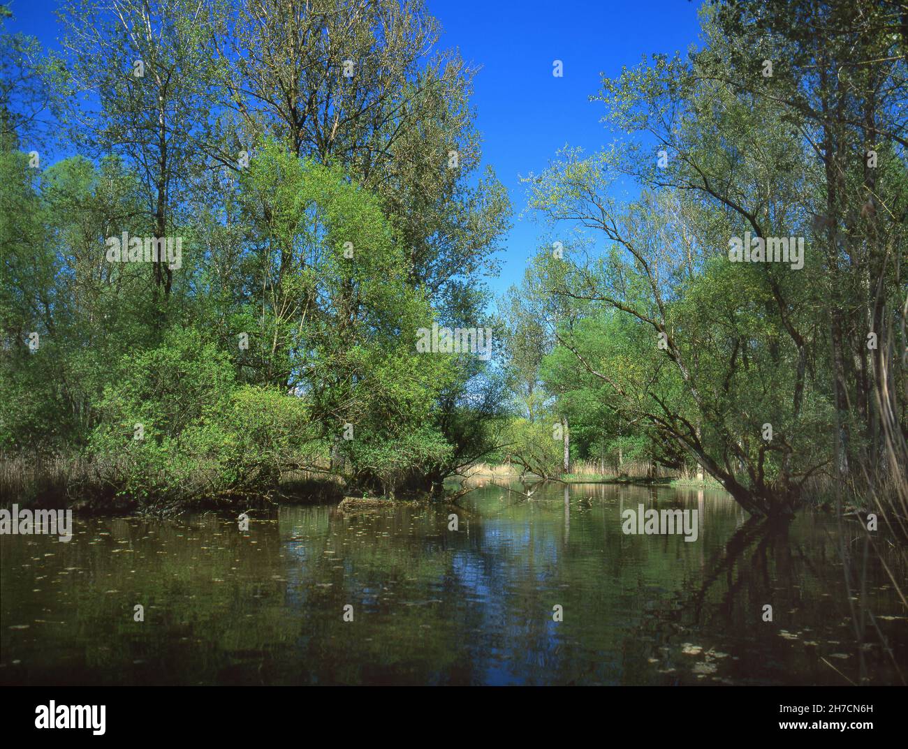 river branch at the Isar mouth, Germany, Bavaria Stock Photo - Alamy
