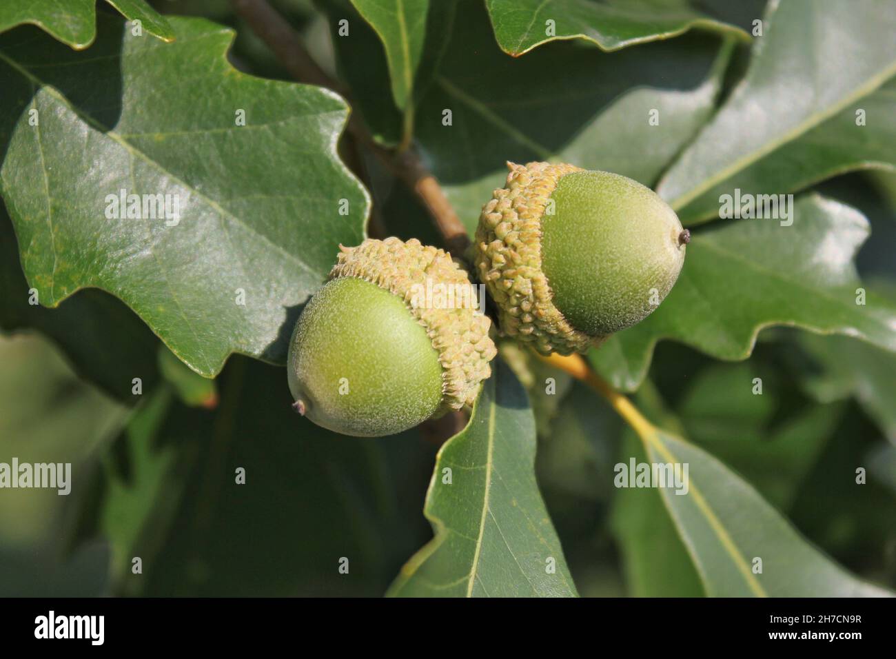 Beautiful acorns growing on the oak tree in the sunny summer meadow ...