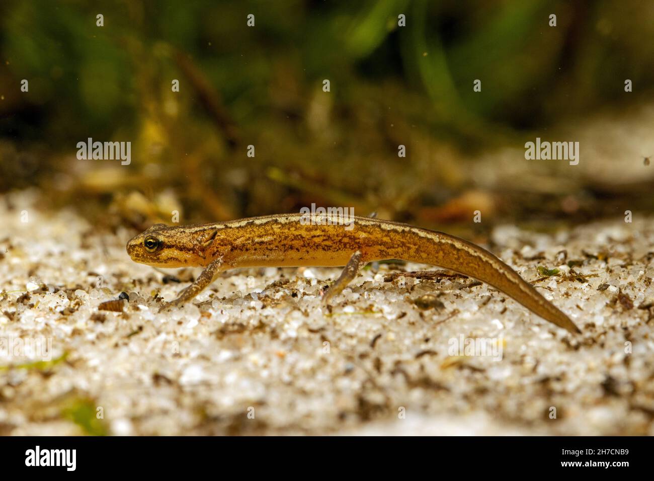 smooth newt (Triturus vulgaris, Lissotriton vulgaris ), larva, Germany ...