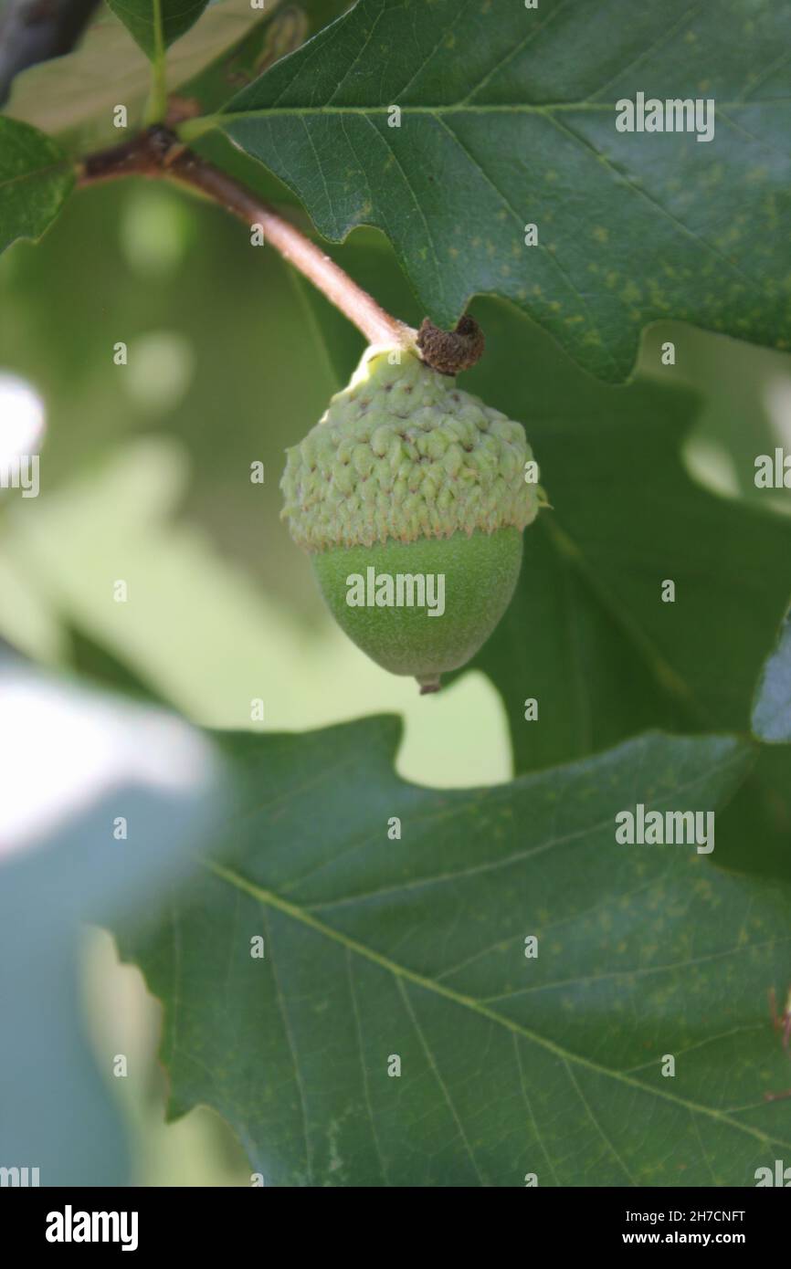 Beautiful acorns growing on the oak tree in the sunny summer meadow ...