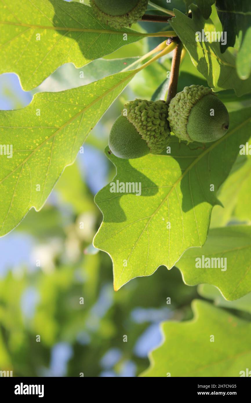 Beautiful acorns growing on the oak tree in the sunny summer meadow ...