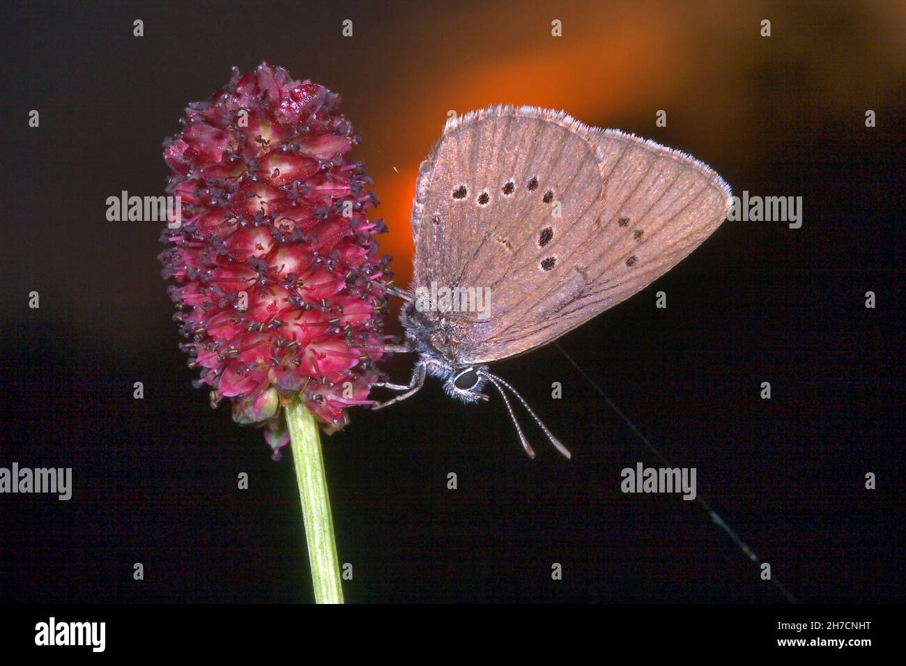 dusky large blue (Phengaris nausithous, Maculinea nausithous ...