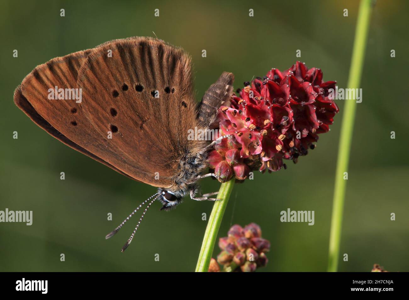 dusky large blue (Phengaris nausithous, Maculinea nausithous ...