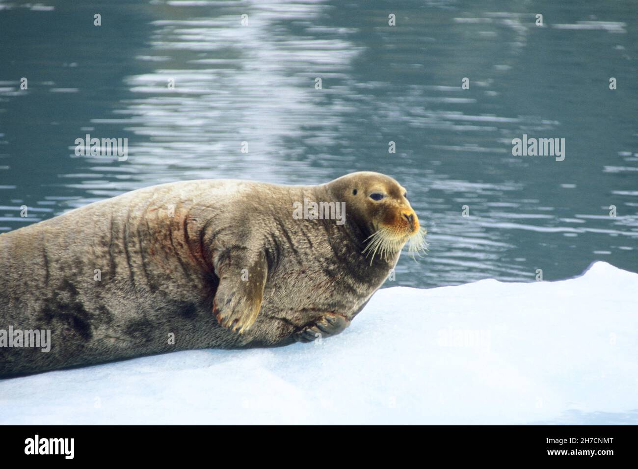 Bearded seals hi-res stock photography and images - Alamy
