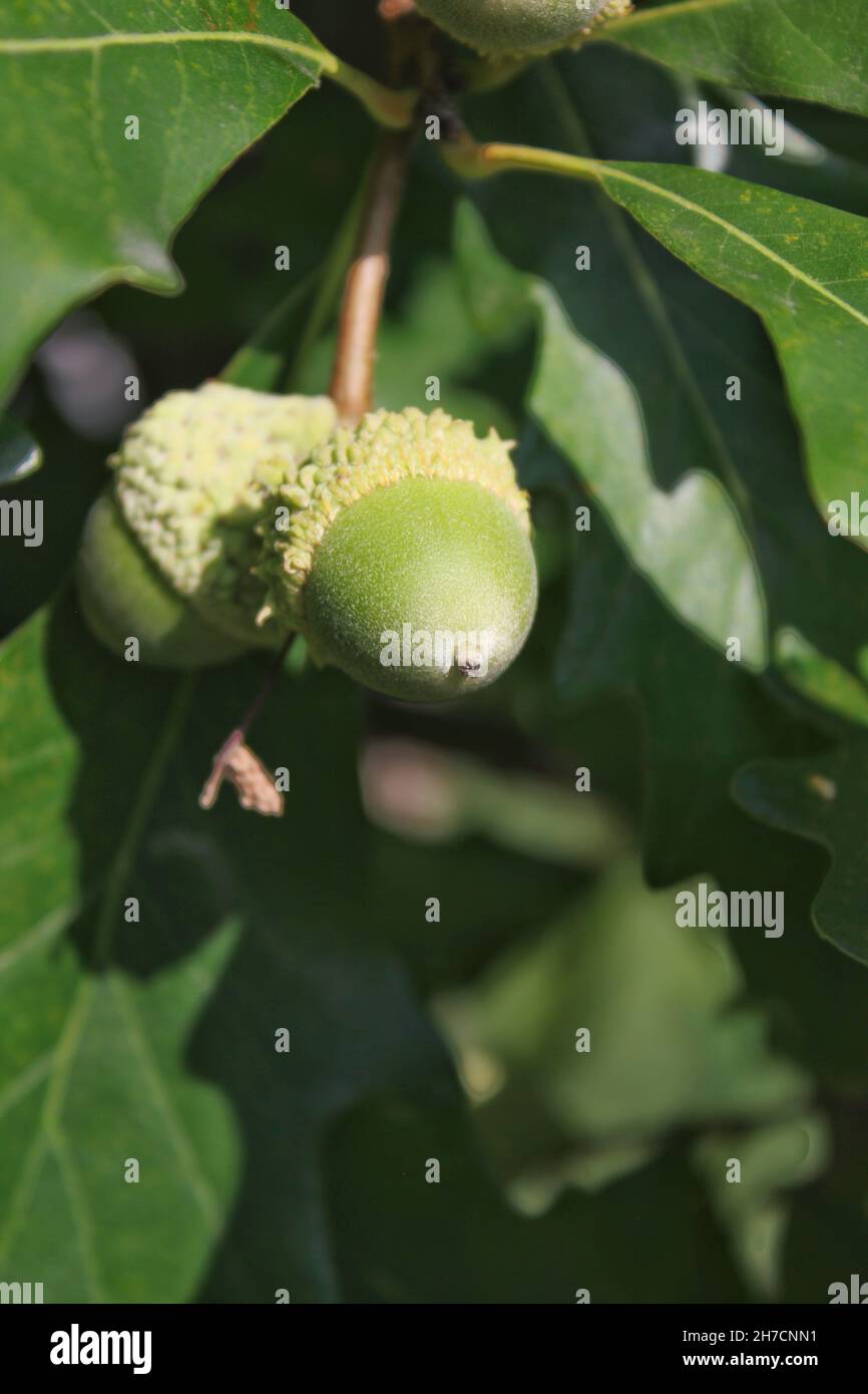 Beautiful acorns growing on the oak tree in the sunny summer meadow ...