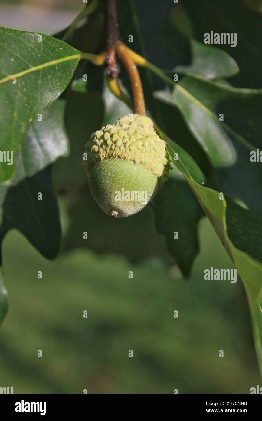 Beautiful acorns growing on the oak tree in the sunny summer meadow ...