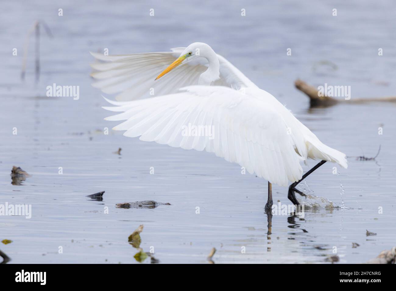 great egret, Great White Egret (Egretta alba, Casmerodius albus, Ardea ...