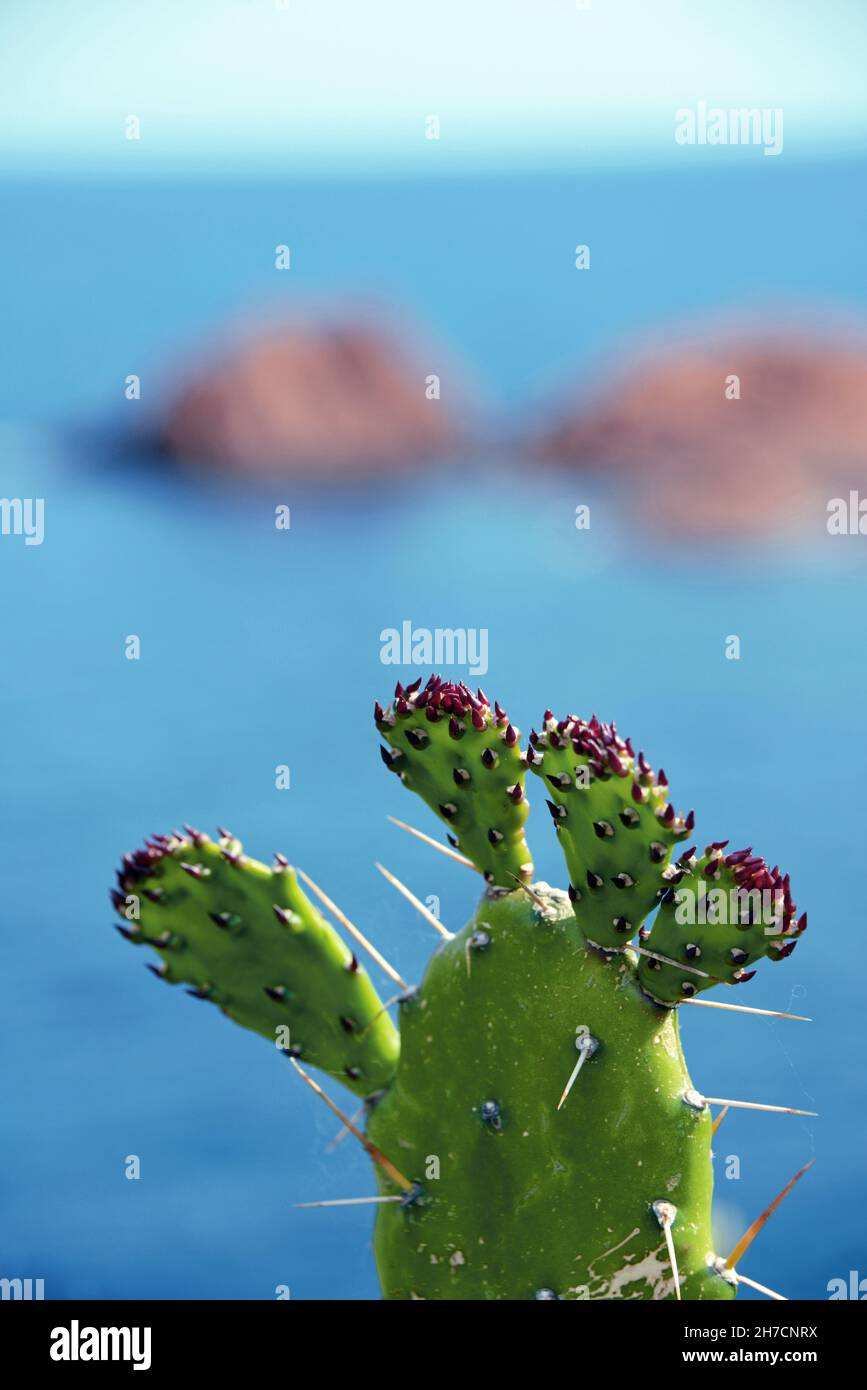 Indian fig, cactus pear (Opuntia ficus-indica, Opuntia ficus-barbarica ...