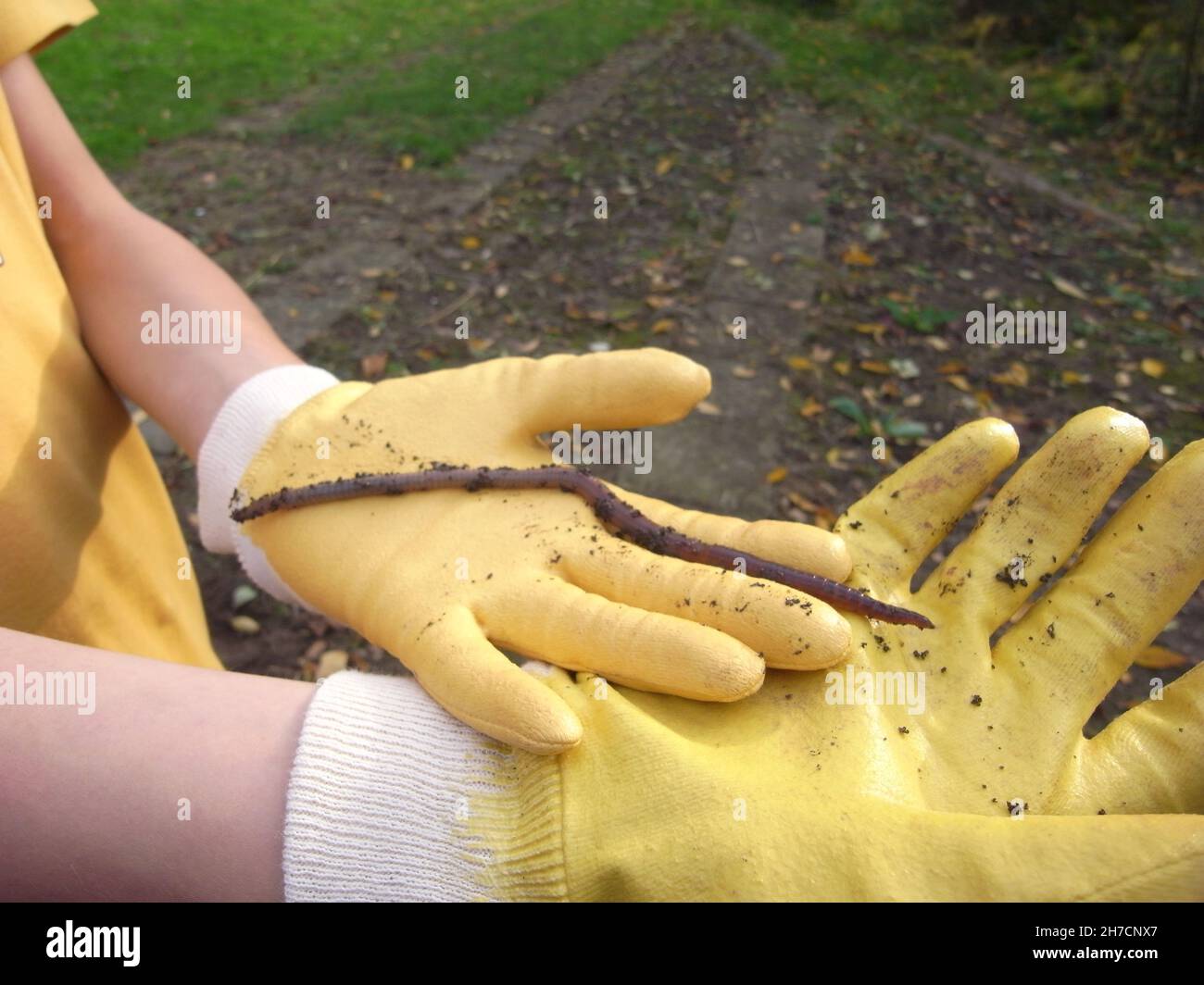 common earthworm, earthworm; lob worm, dew worm, squirreltail worm ...