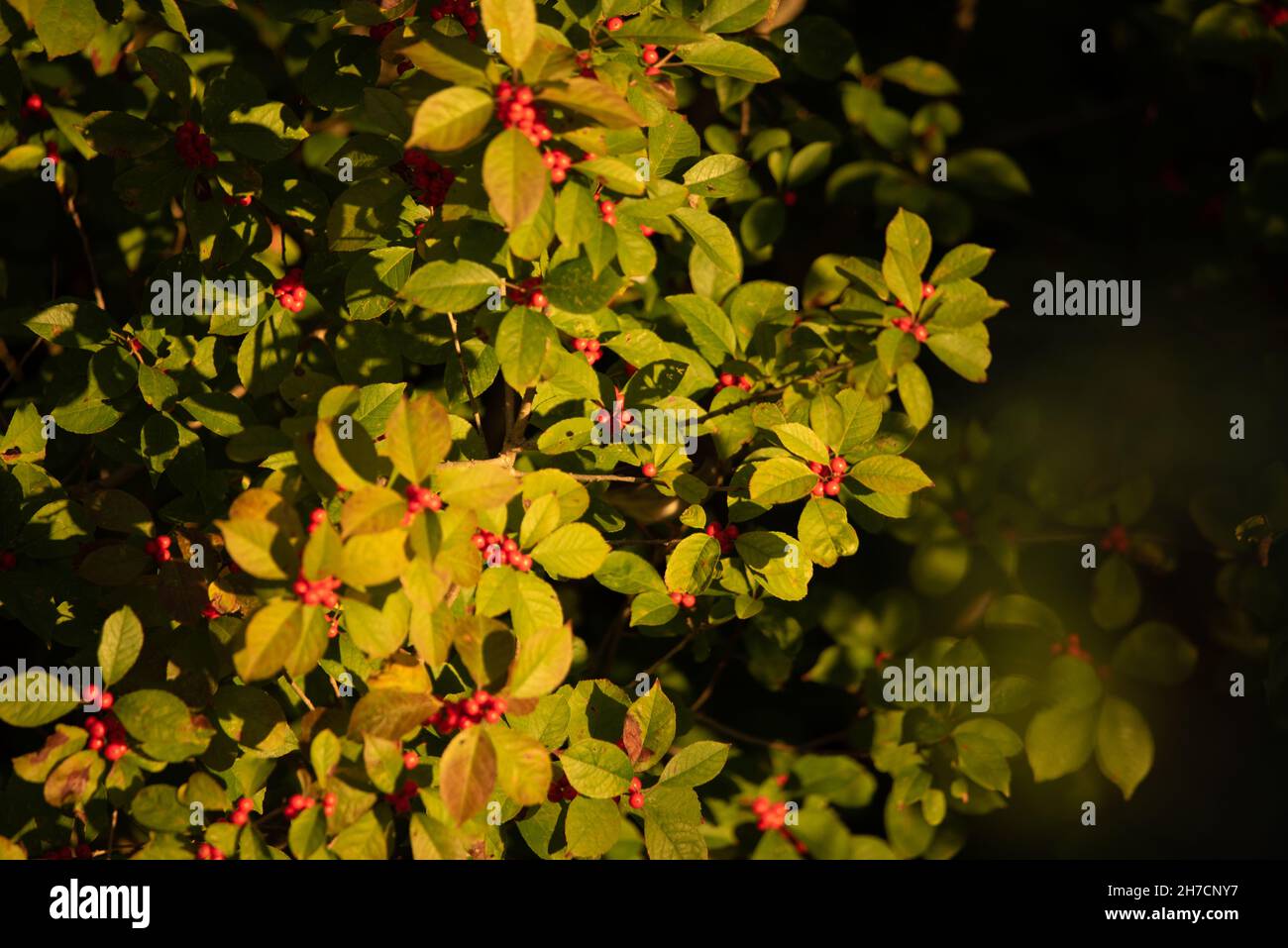 Shrub with red berries at the Burrage Pond Wildlife Management Area in ...