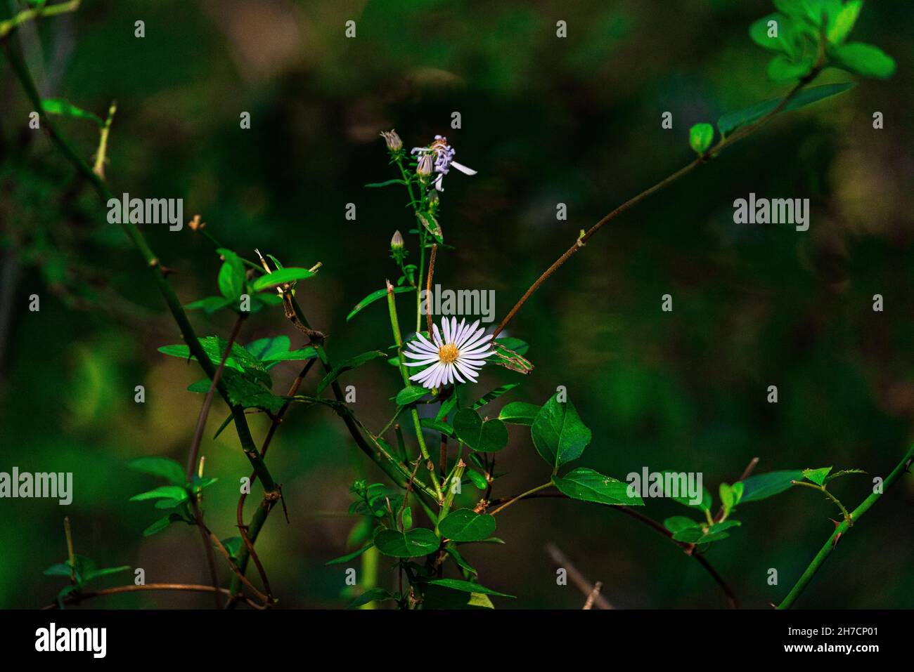 Climbing aster (Ampelaster carolinianus) at the Allens Pond Wildlife ...