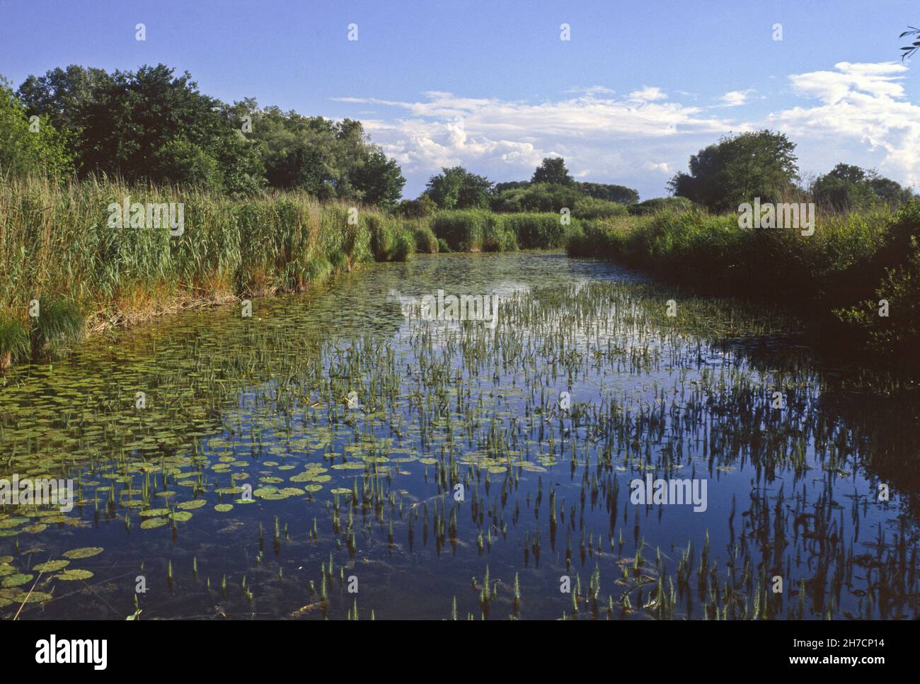 Billabongs hi-res stock photography and images - Alamy