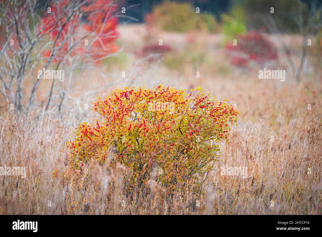 Burrage pond hi-res stock photography and images - Alamy