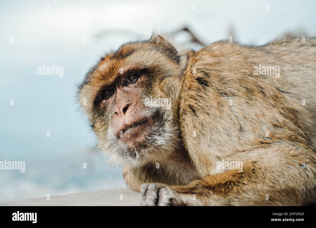 Monkey in Gibraltar having a sad look Stock Photo - Alamy