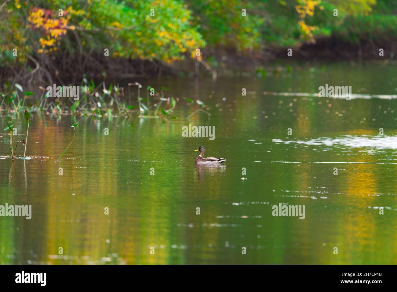 Mallard (Anas platyrhynchos) floating in a lake at the Massasoit State ...