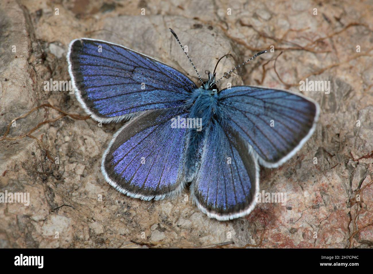mazarine blue (Polyommatus semiargus, Cyaniris semiargus), male sits on ...