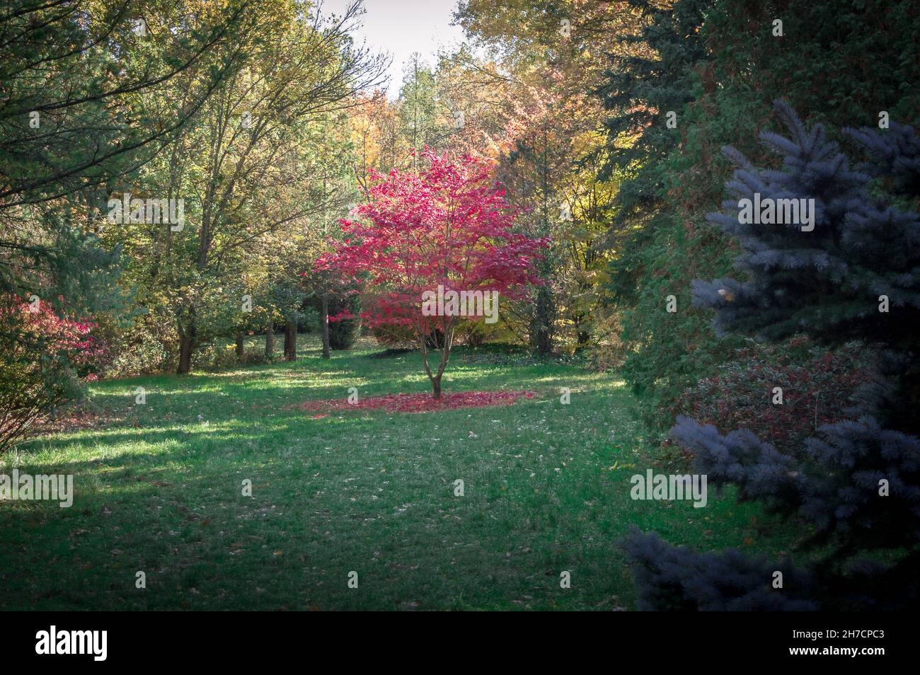 Red tree with fallen leaves in a forest Stock Photo - Alamy