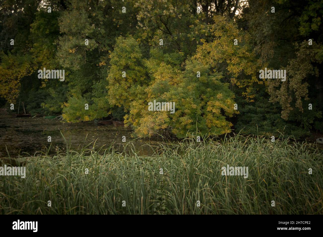 Swamp covered duckweed trees hi-res stock photography and images - Alamy