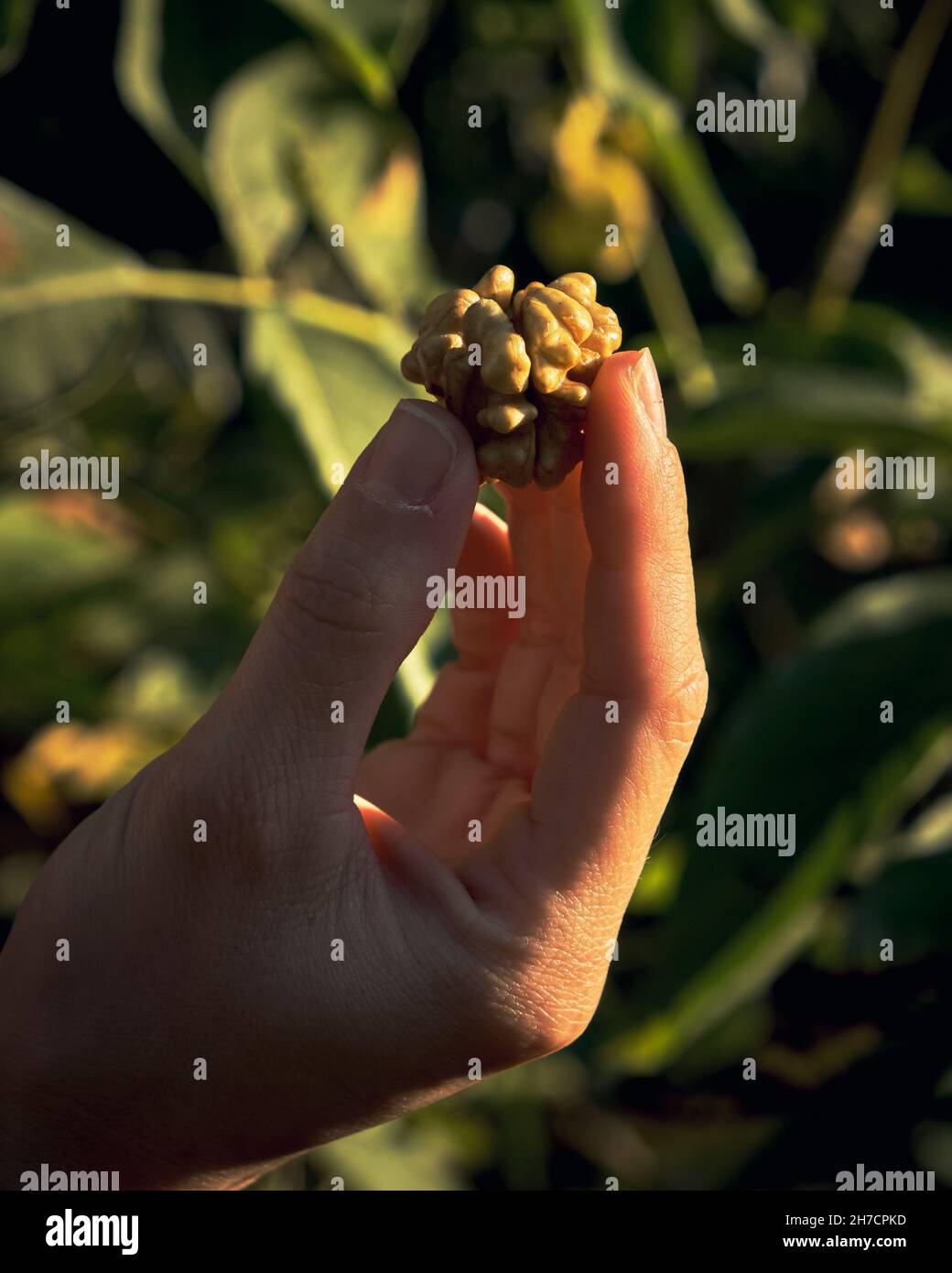 Walnut crack hand hi-res stock photography and images - Alamy