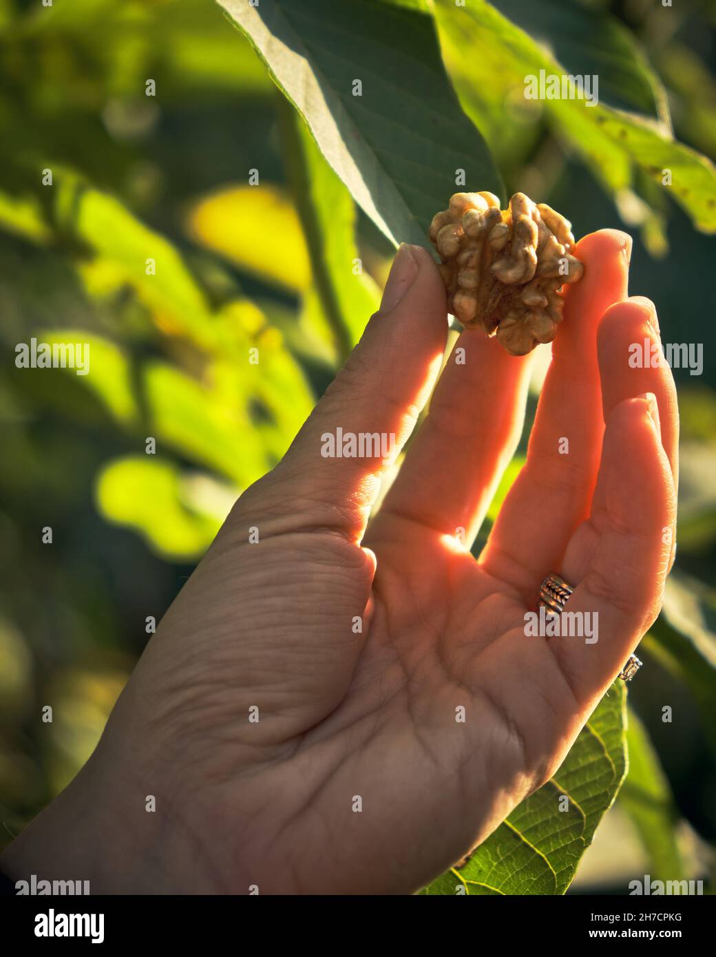 Walnut crack hand hi-res stock photography and images - Alamy