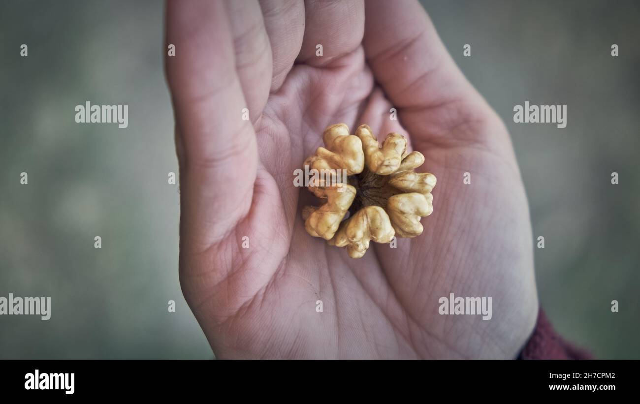 Walnut crack hand hi-res stock photography and images - Alamy