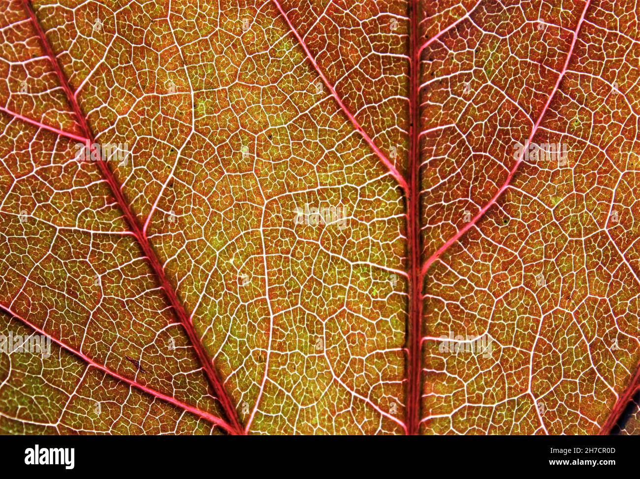 Translucent leaf structures hi-res stock photography and images - Alamy