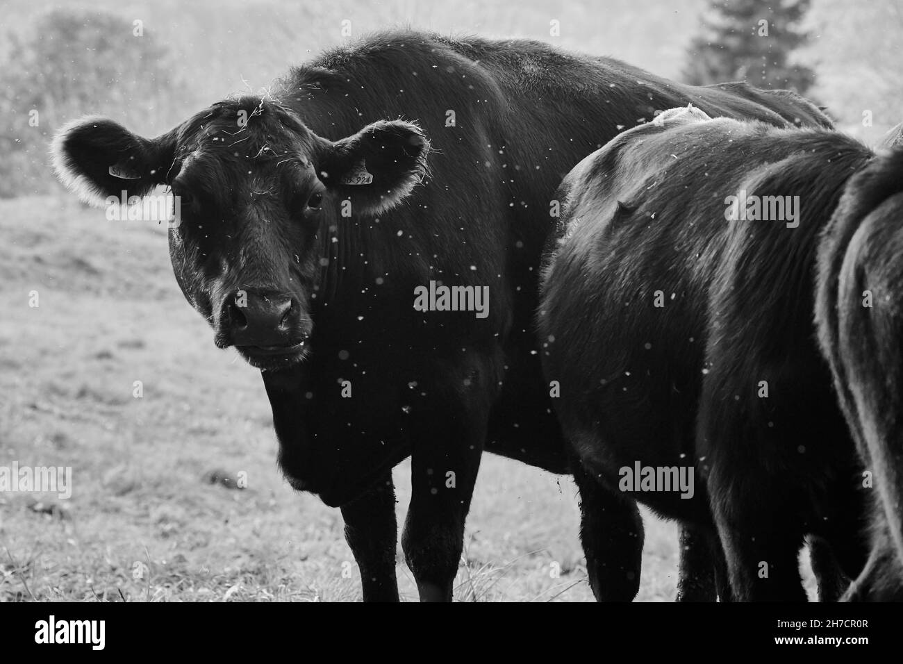 Black angus cows field Black and White Stock Photos & Images - Alamy